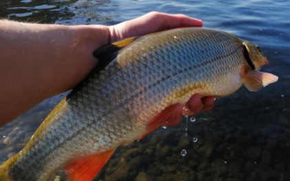 Skobalj - Chondrostoma nasus – Feeder.rs